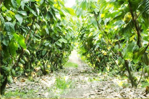 Cacao Tree-hugging: Ika’s Introduction to The Healing Effect of Cacao ...